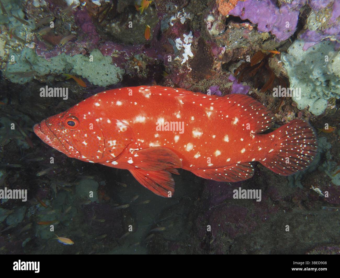 Tomato grouper (Cephalopholis sonnerati Stock Photo - Alamy