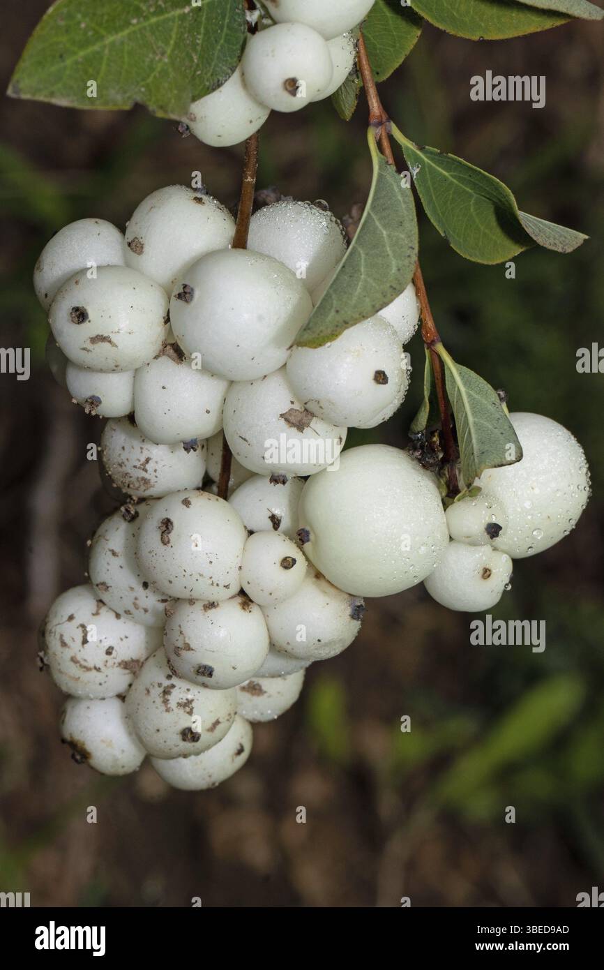 Common snowberry (Symphoricarpos albus Stock Photo - Alamy