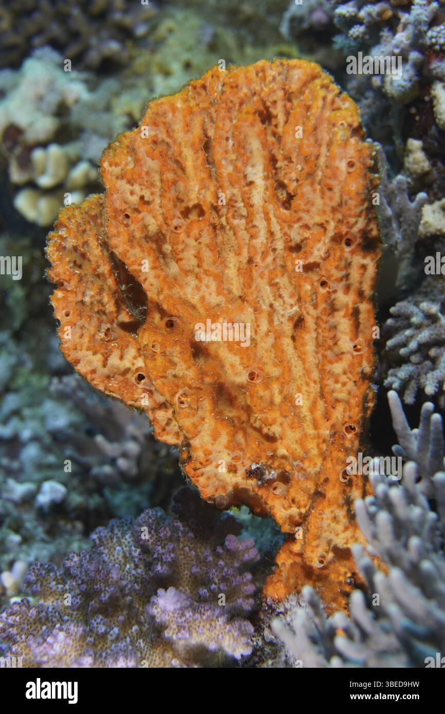 North african elephant hi-res stock photography and images - Alamy