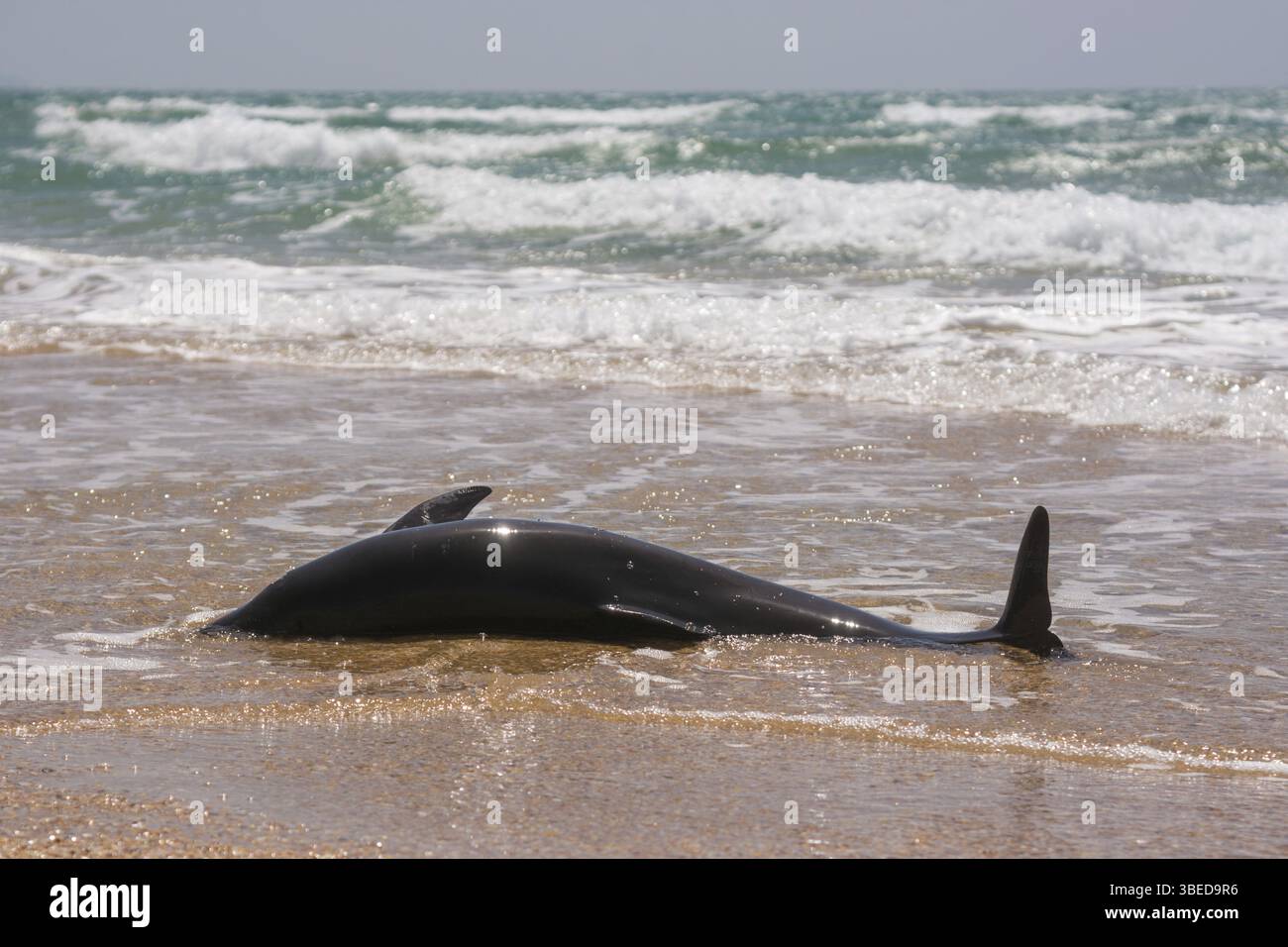 The body of a dead bottlenose dolphins washed ashore Stock Photo - Alamy