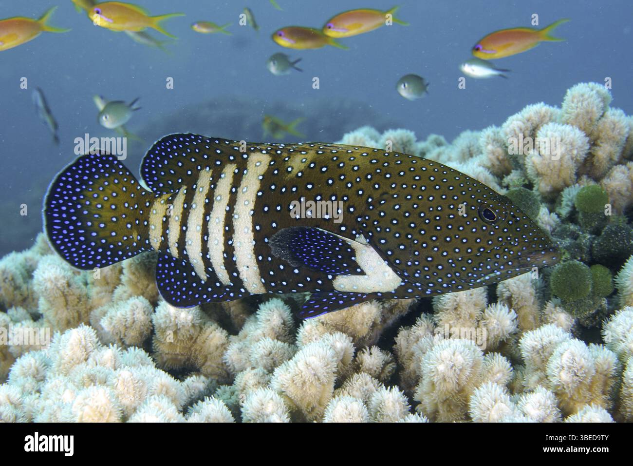 Peacock grouper (Cephalopholis argus Stock Photo - Alamy