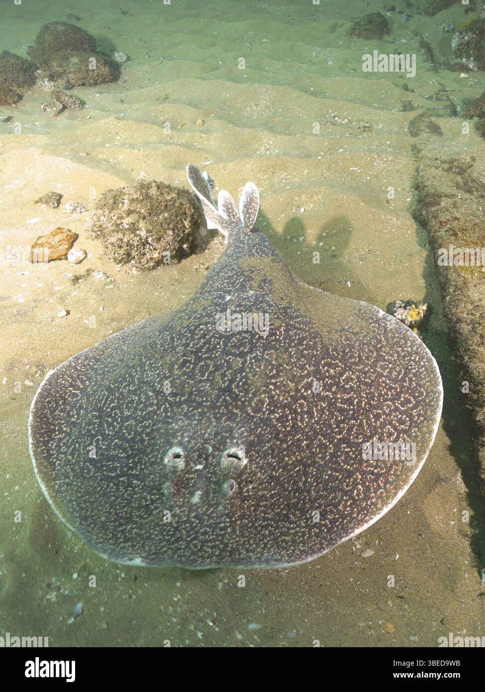 Variable torpedo ray hi-res stock photography and images - Alamy