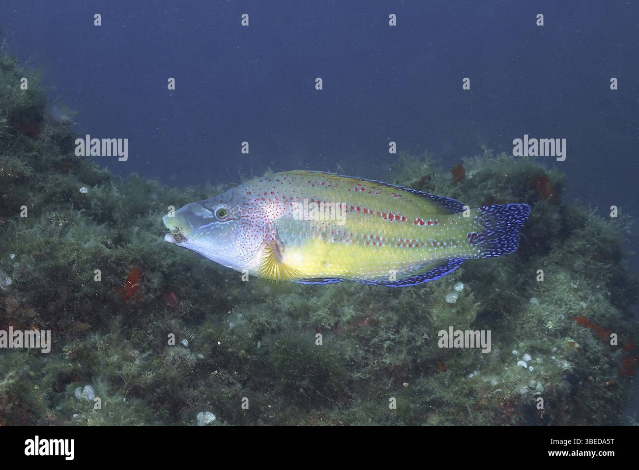 Peacock wrasse (Symphodus tinca Stock Photo - Alamy