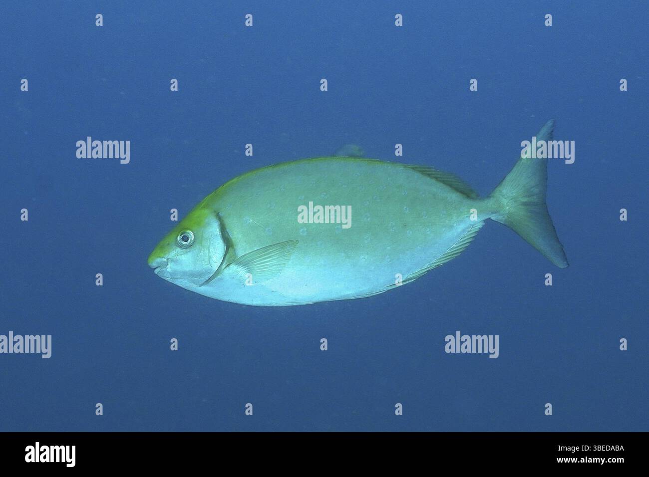 Rabbitfish hi-res stock photography and images - Alamy