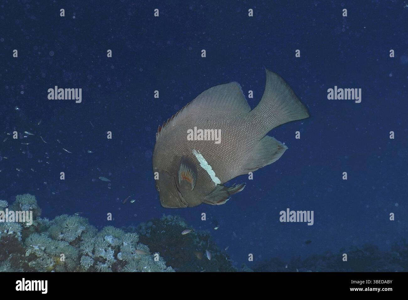Red grouper (Aethaloperca rogaa Stock Photo - Alamy