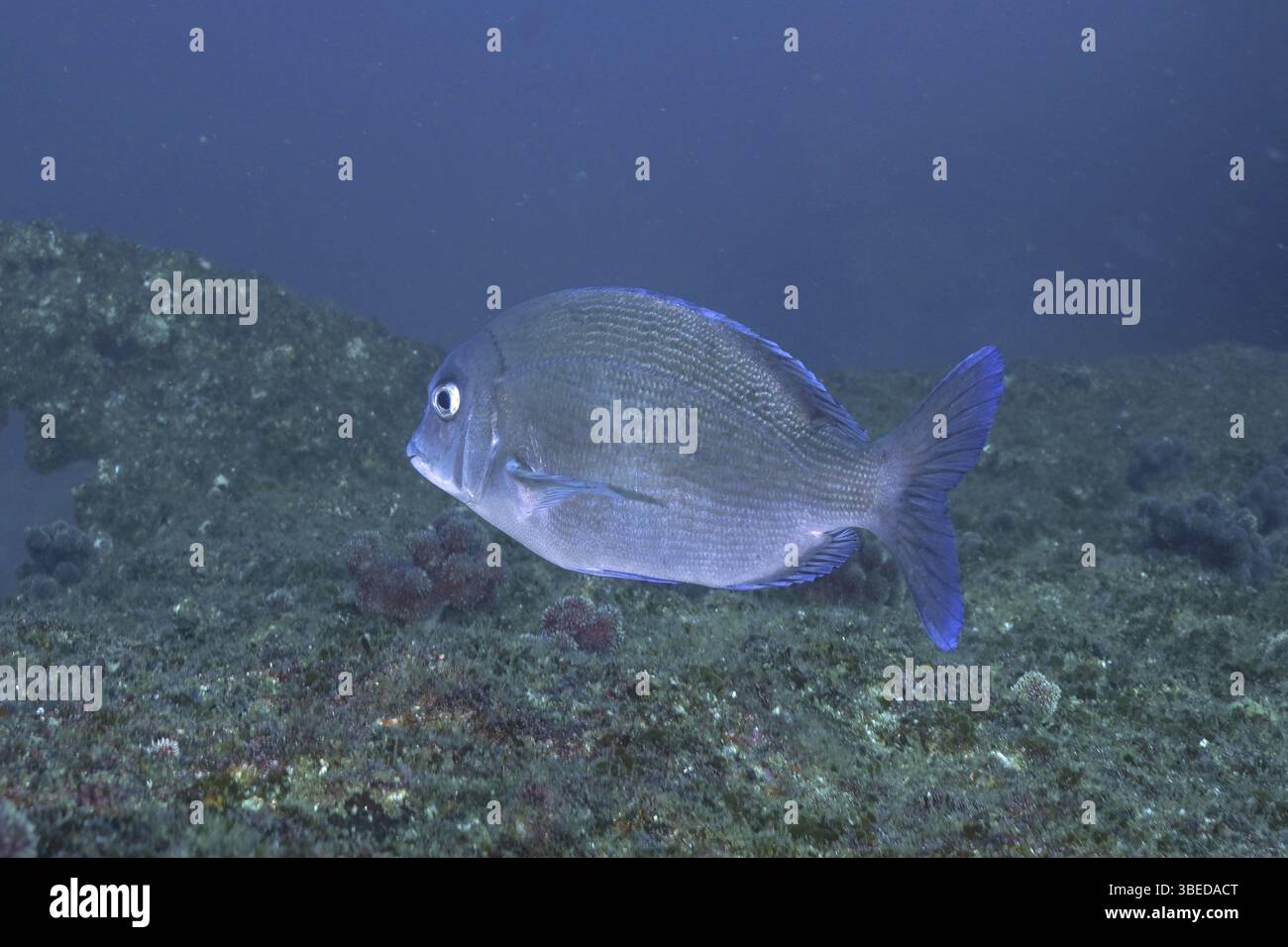 Striped seabream hi-res stock photography and images - Alamy