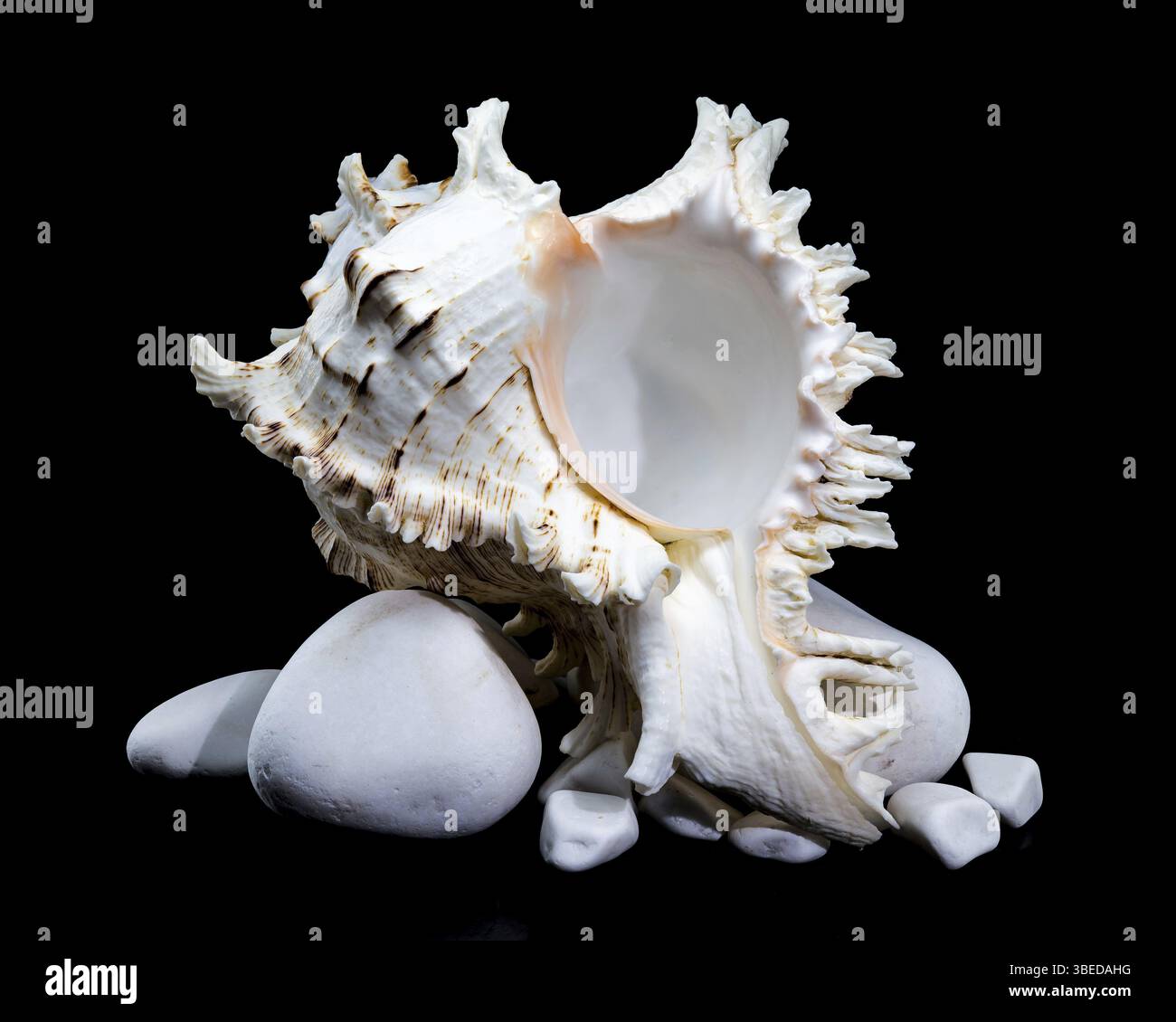 Chicoreus ramosus, commonly known as the ramose murex shell, displayed ...