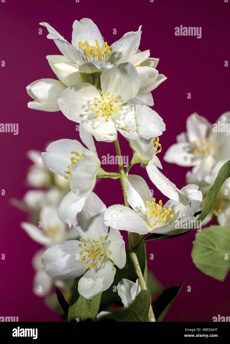 Blooming white jasmine flower on a red background. Flower head close-up ...