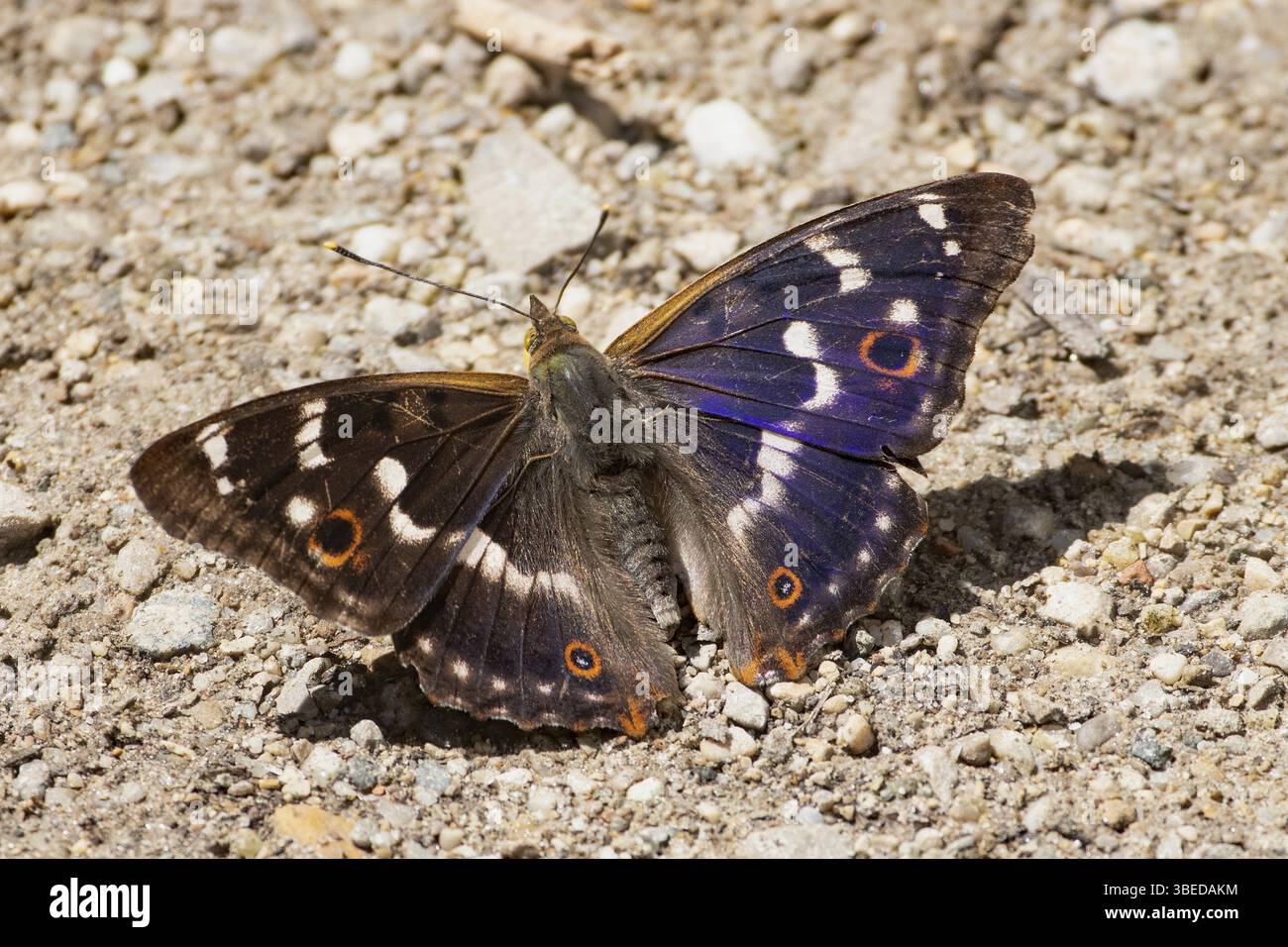 Lesser purple emperor (Apatura lilia Stock Photo - Alamy