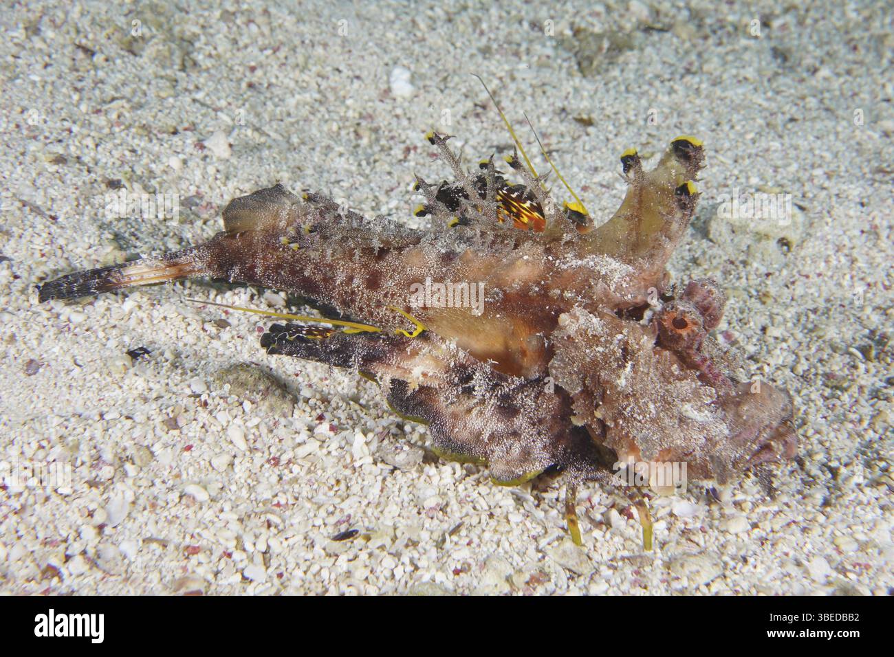 Red Sea Walkman (Inimicus filamentosus Stock Photo - Alamy