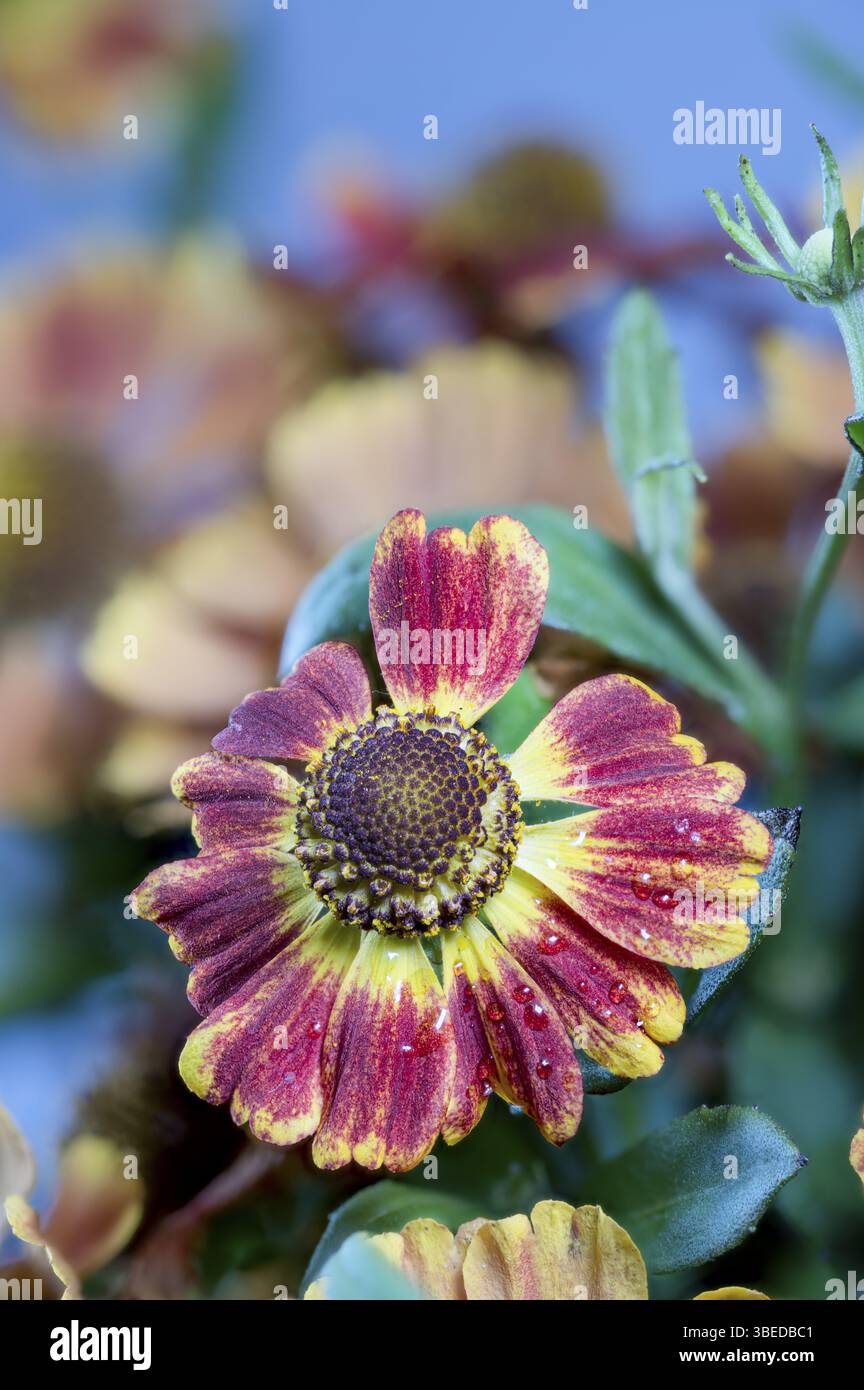 Sunflower, Helenium hybrid, inflorescence (Helenium, Flores Stock Photo ...