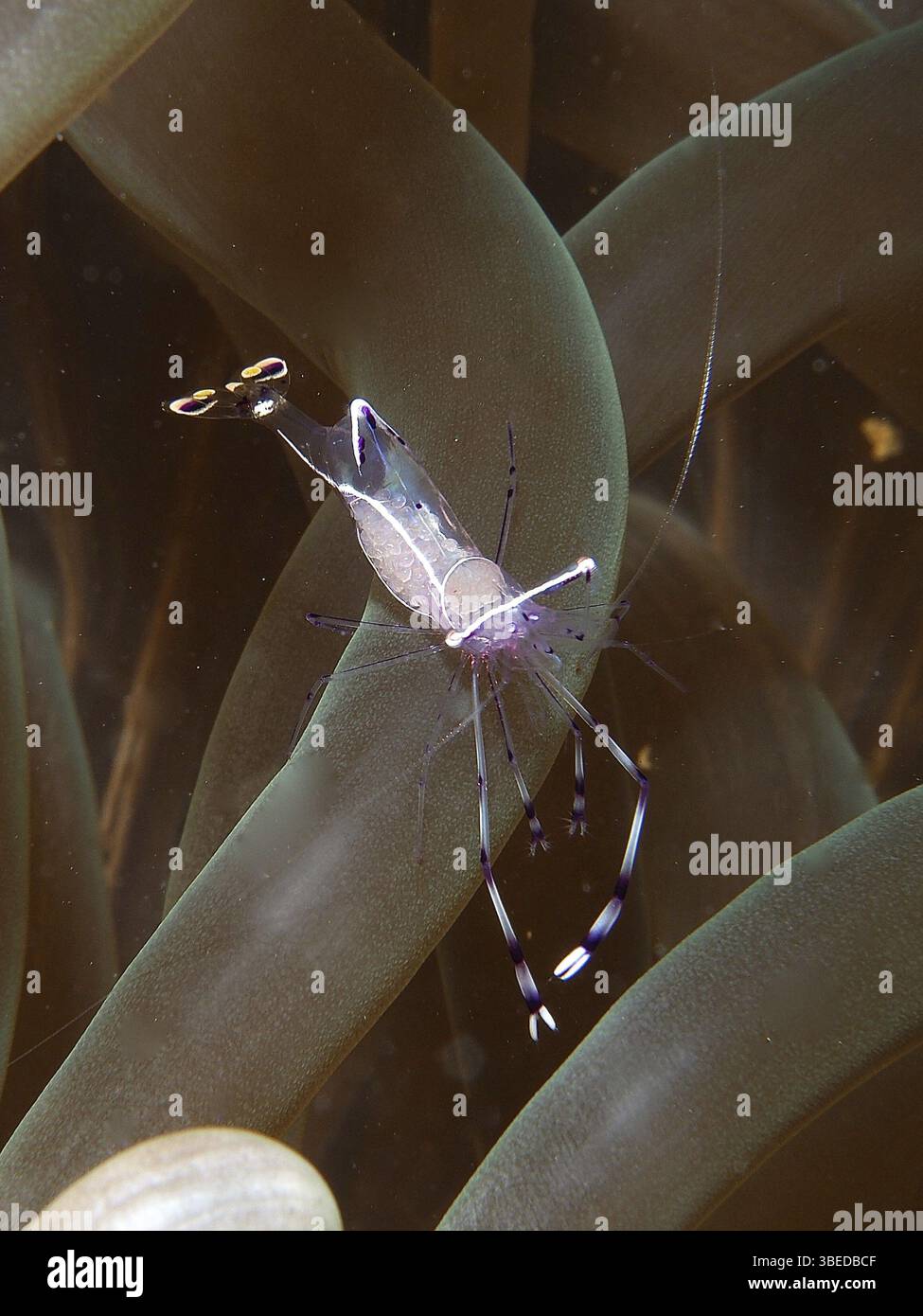 Red Sea partner shrimp (Periclimenes longicarpus Stock Photo - Alamy