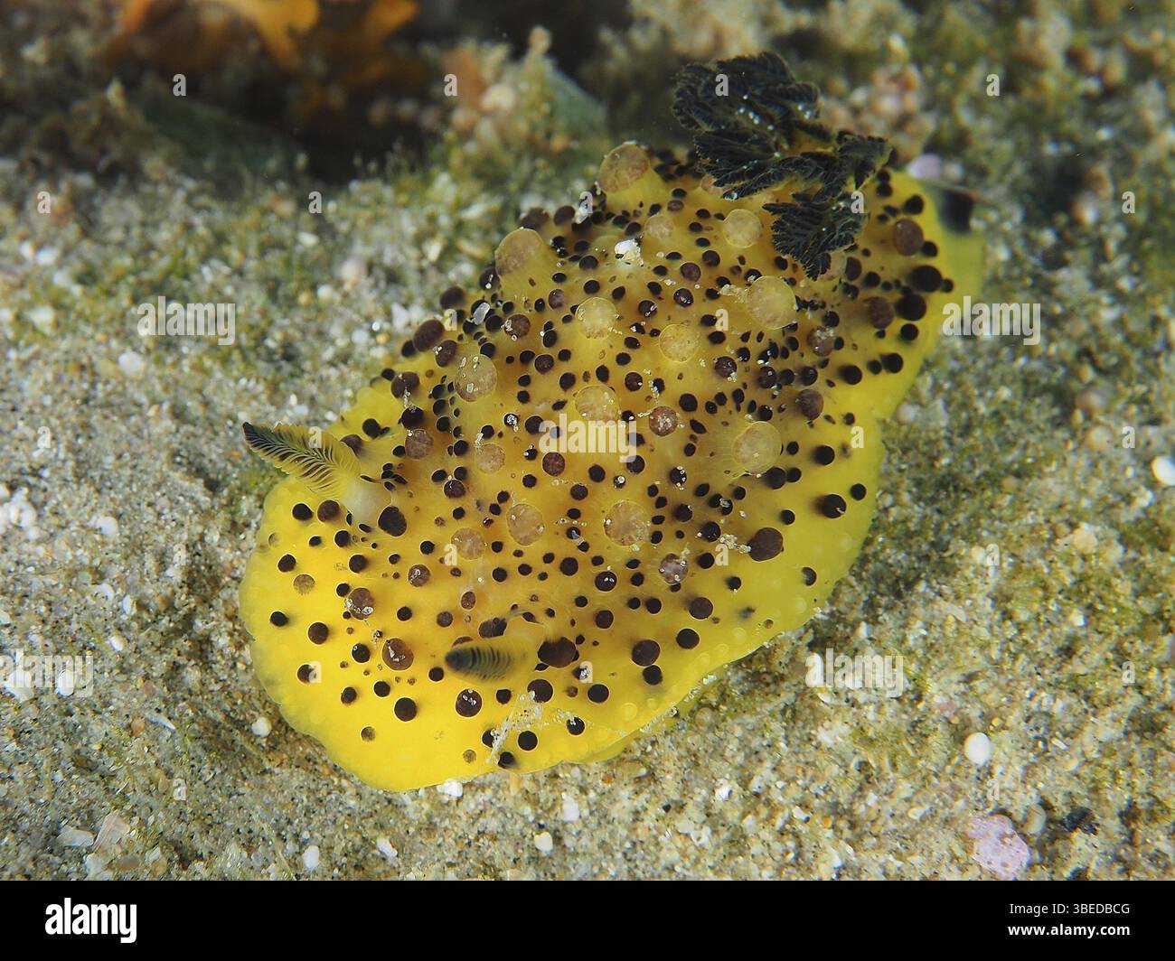 Dark spotted doris (Doris sp Stock Photo - Alamy