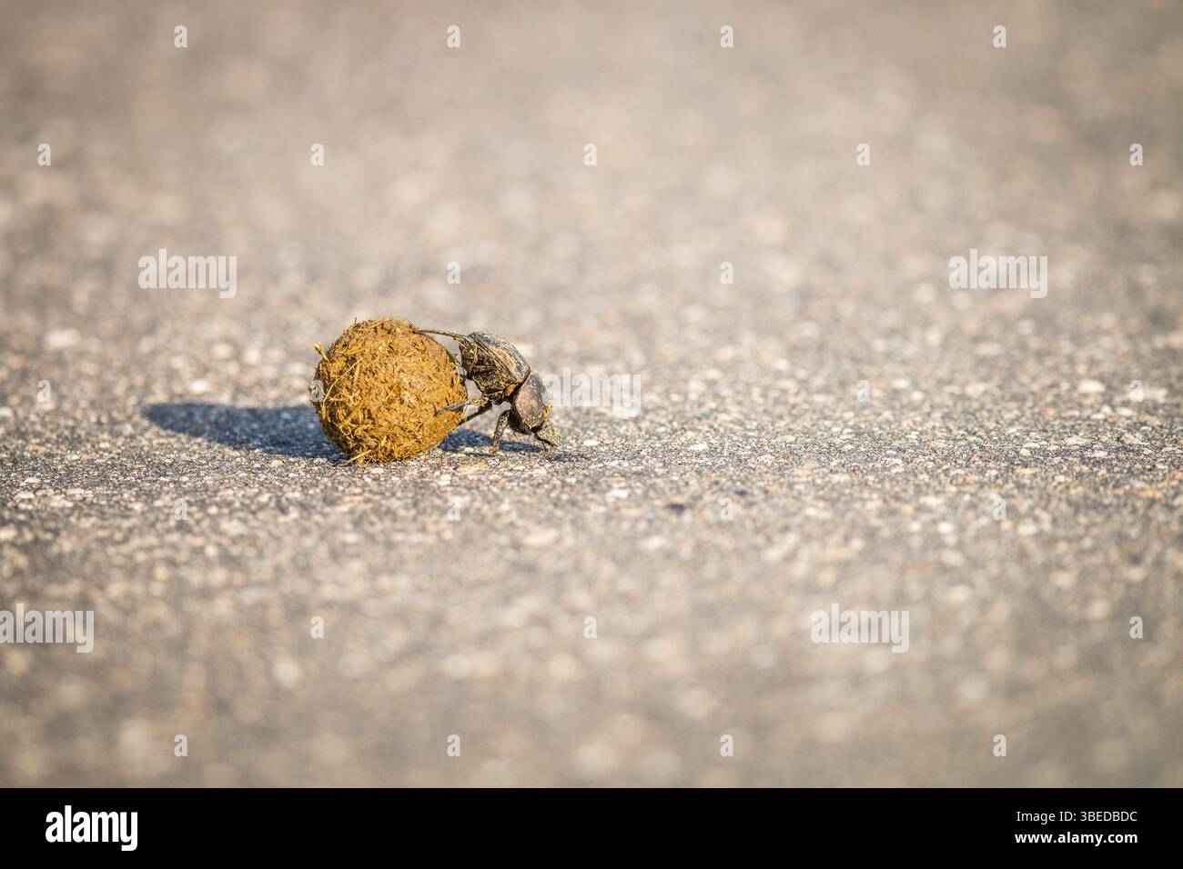 Dung beetle rolling a ball of dung on the road in the Kruger National ...