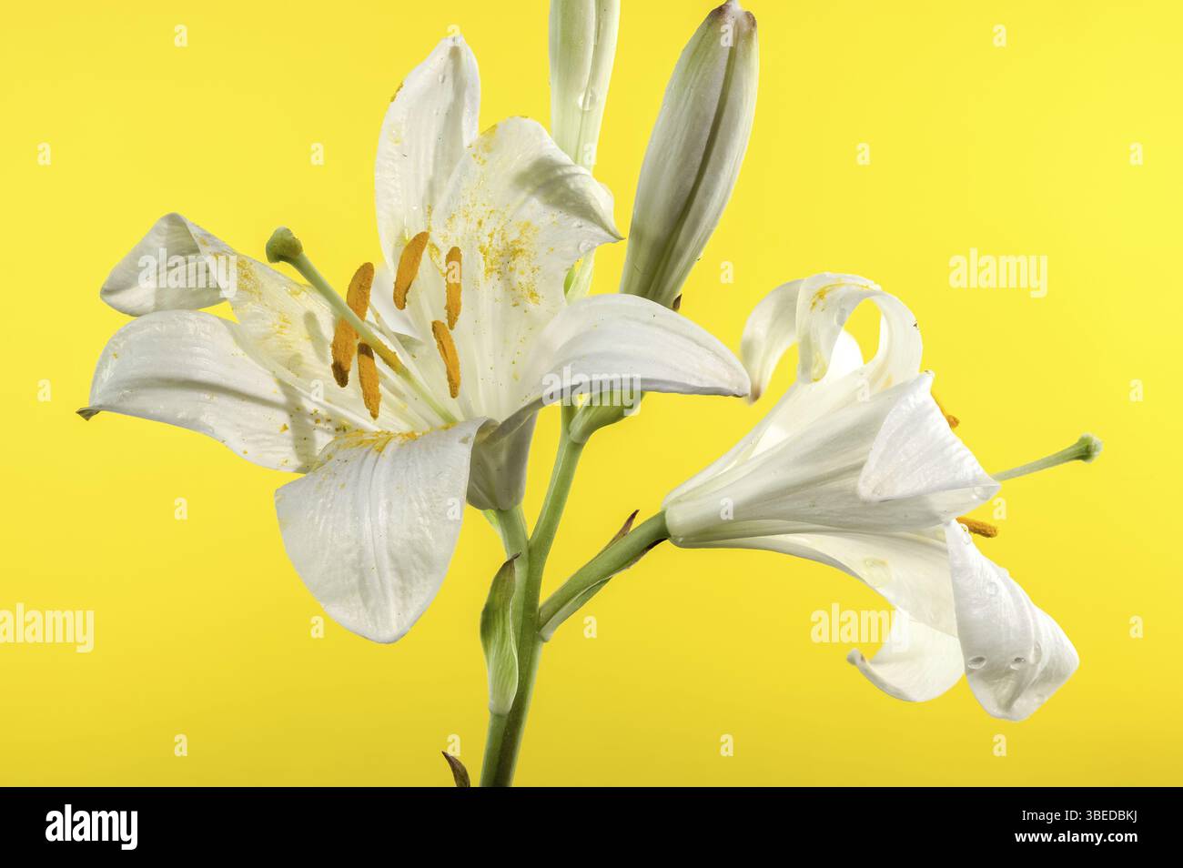 Beautiful Blooming white lily flower on a yellow background. Flower ...