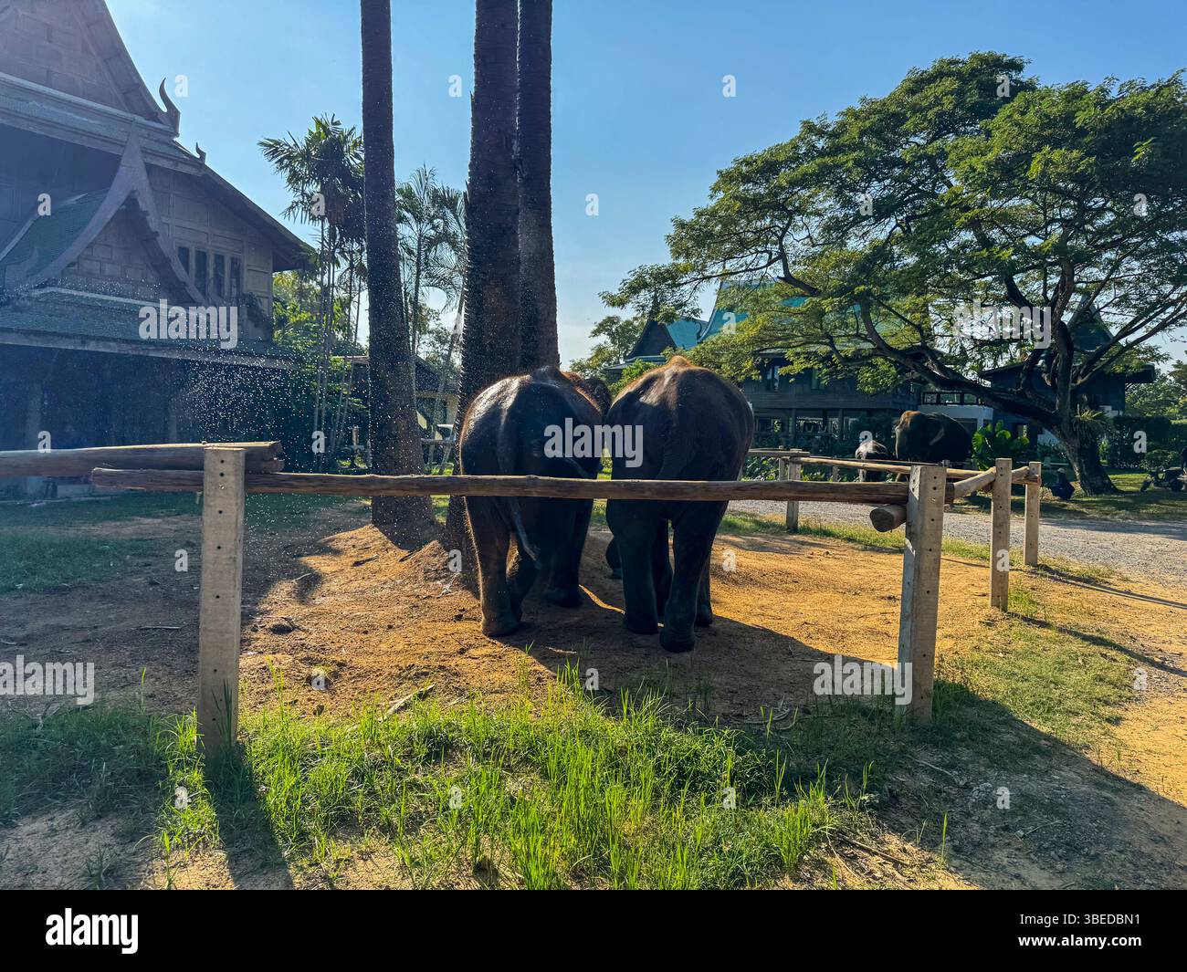Elephant duo playing together in a sanctuary conservation center ...