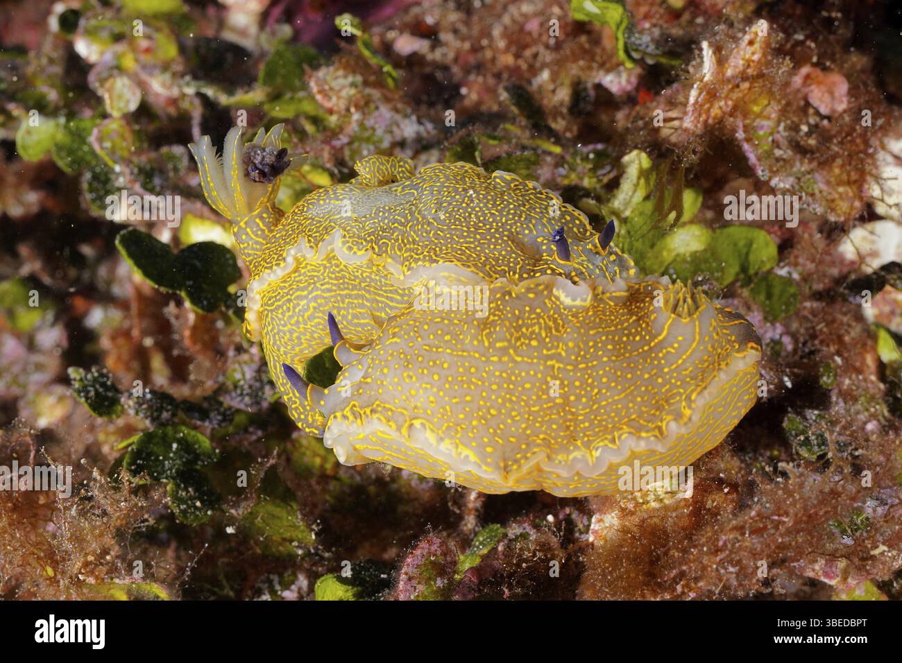 Yellow-violet star snail (Felimare Picta Hypselodoris picta Stock Photo ...