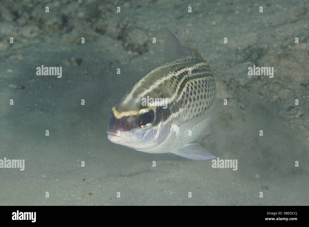 Arabian monocle bream (Scolopsis ghanam Stock Photo - Alamy