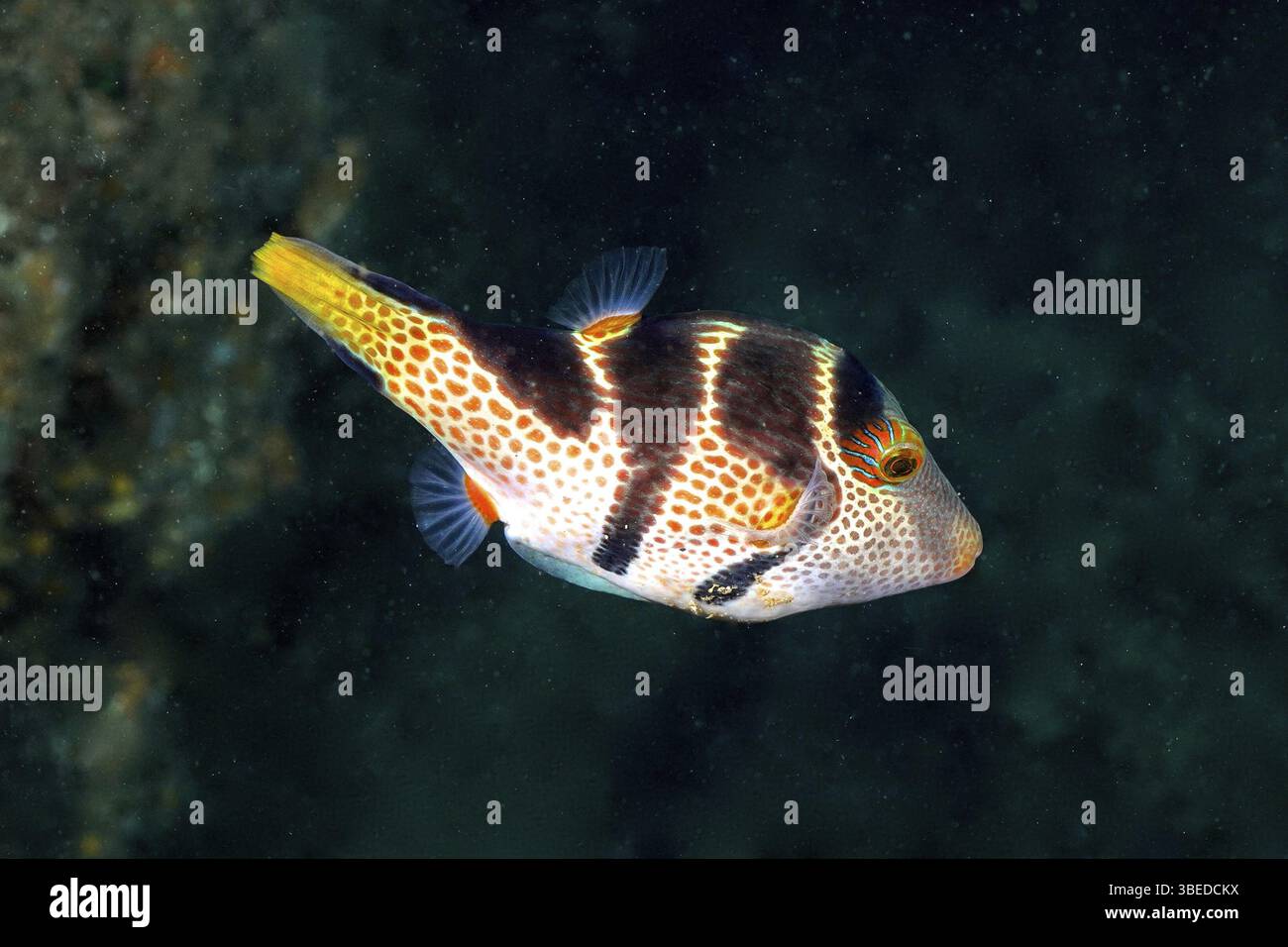 Valentinnis pufferfish hi-res stock photography and images - Alamy