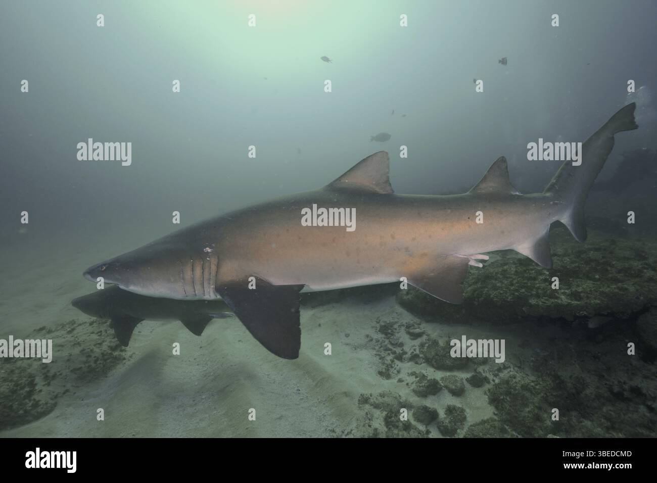 Sand tiger shark (Carcharias taurus Stock Photo - Alamy
