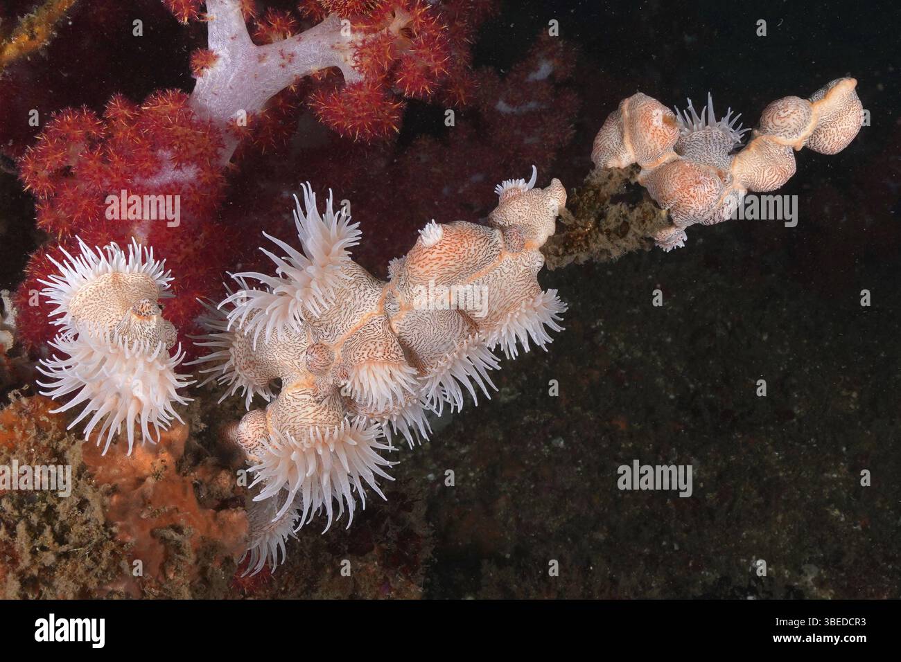 Tiger anemone (Nemanthus annamensis Stock Photo - Alamy