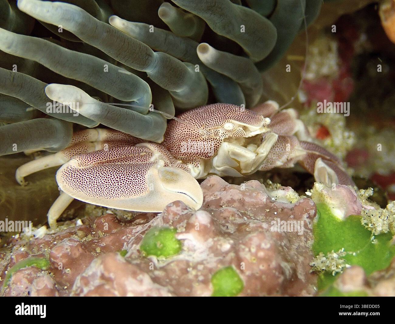 Spotted porcelain crayfish (Neopetrolisthes maculatus Stock Photo - Alamy
