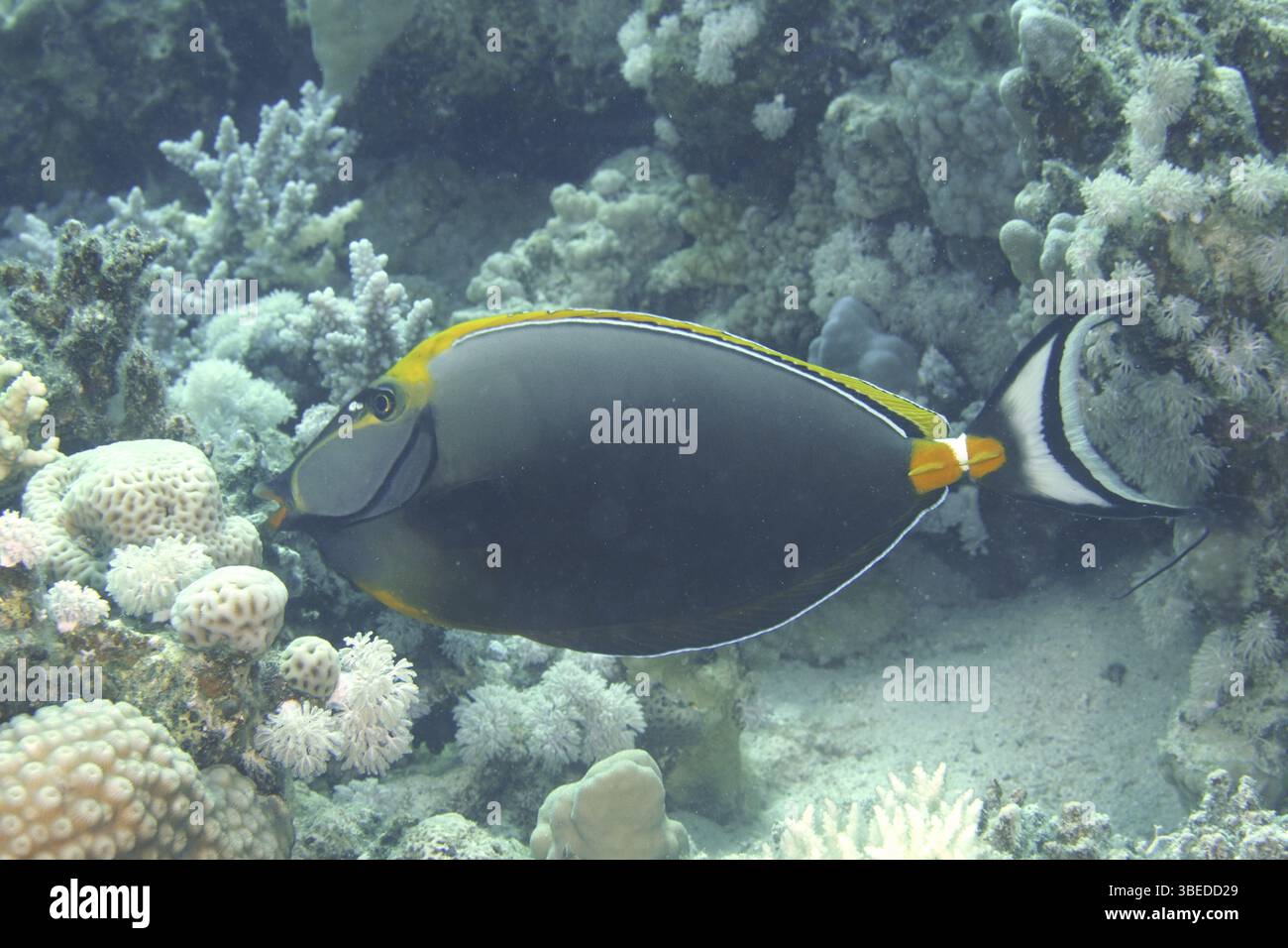 Indian Yellow Blade Nose Doctor (Naso elegans Stock Photo - Alamy