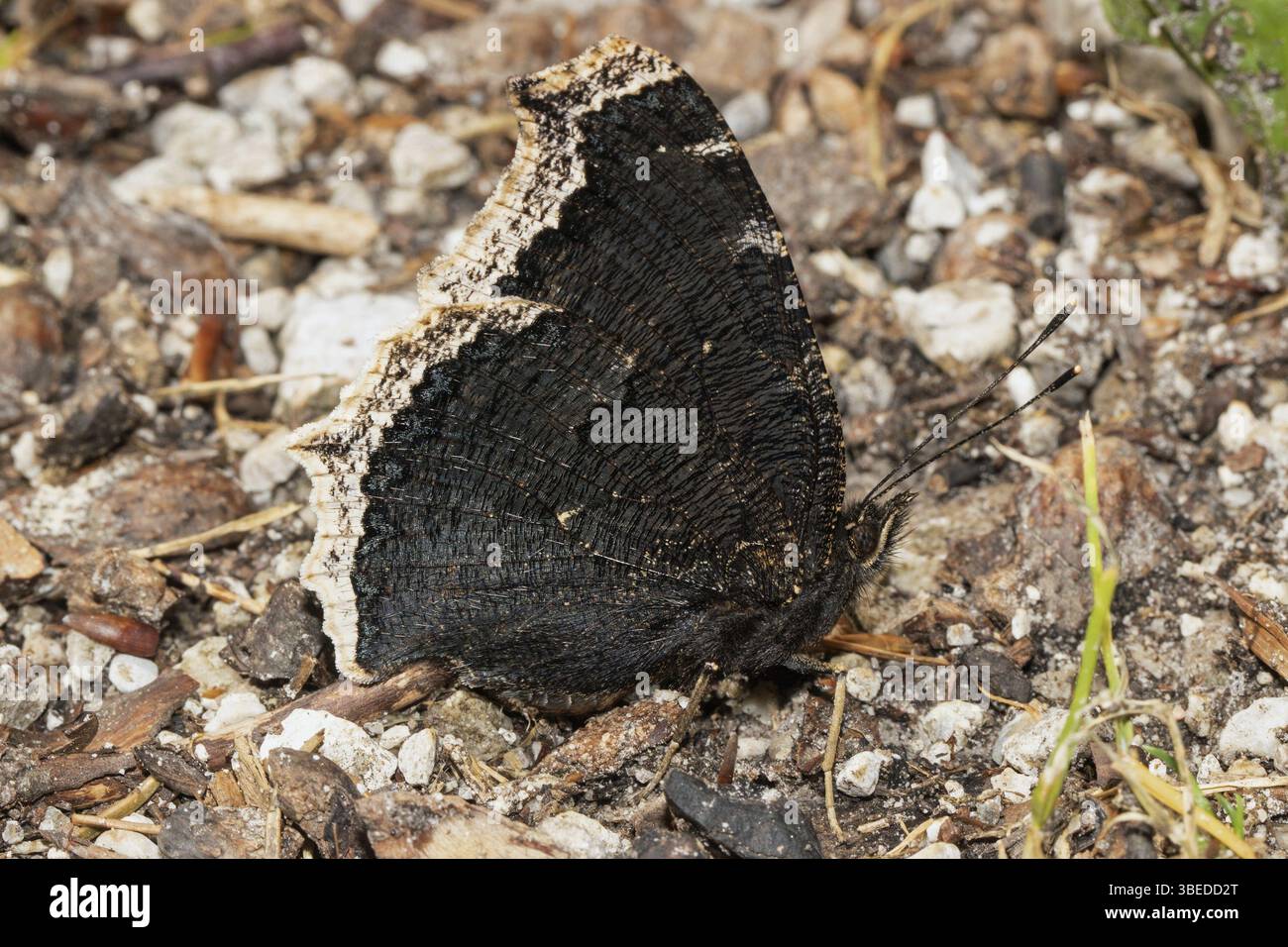 Closed mourning hi-res stock photography and images - Alamy