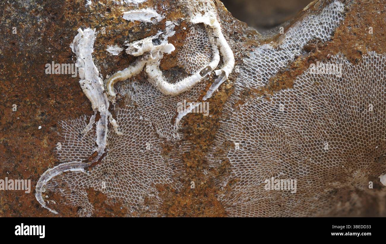 Reticulated seaweed (Conopeum reticulum Stock Photo - Alamy