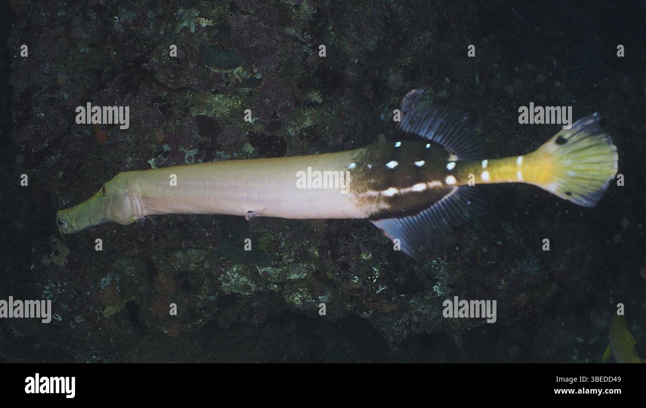 Chinese trumpetfish (Aulostomus chinensis Stock Photo - Alamy
