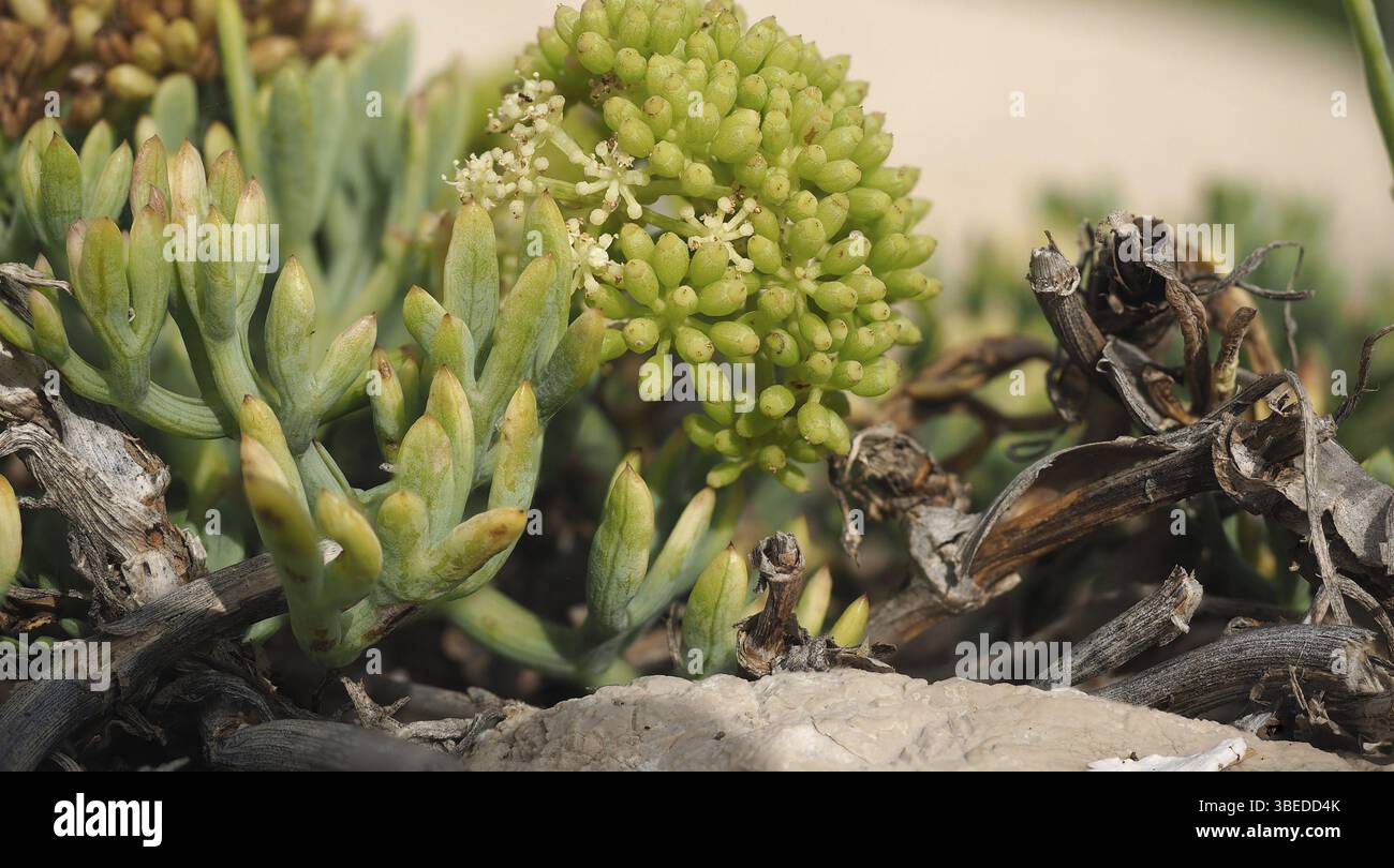 Sea fennel flower (crithmum maritimum Stock Photo - Alamy