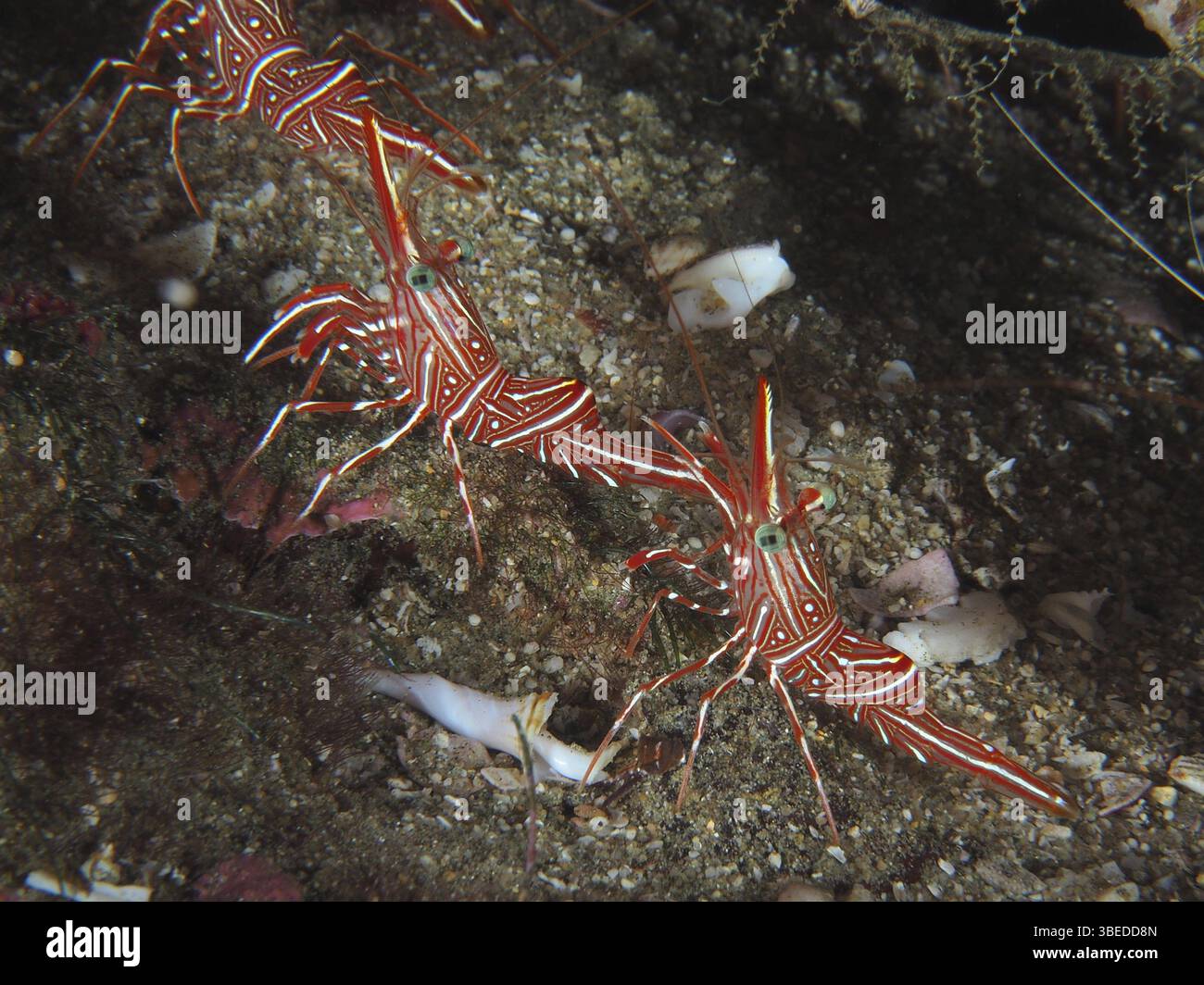 Camel shrimp (Rhynchocinetes durbanensis Stock Photo - Alamy