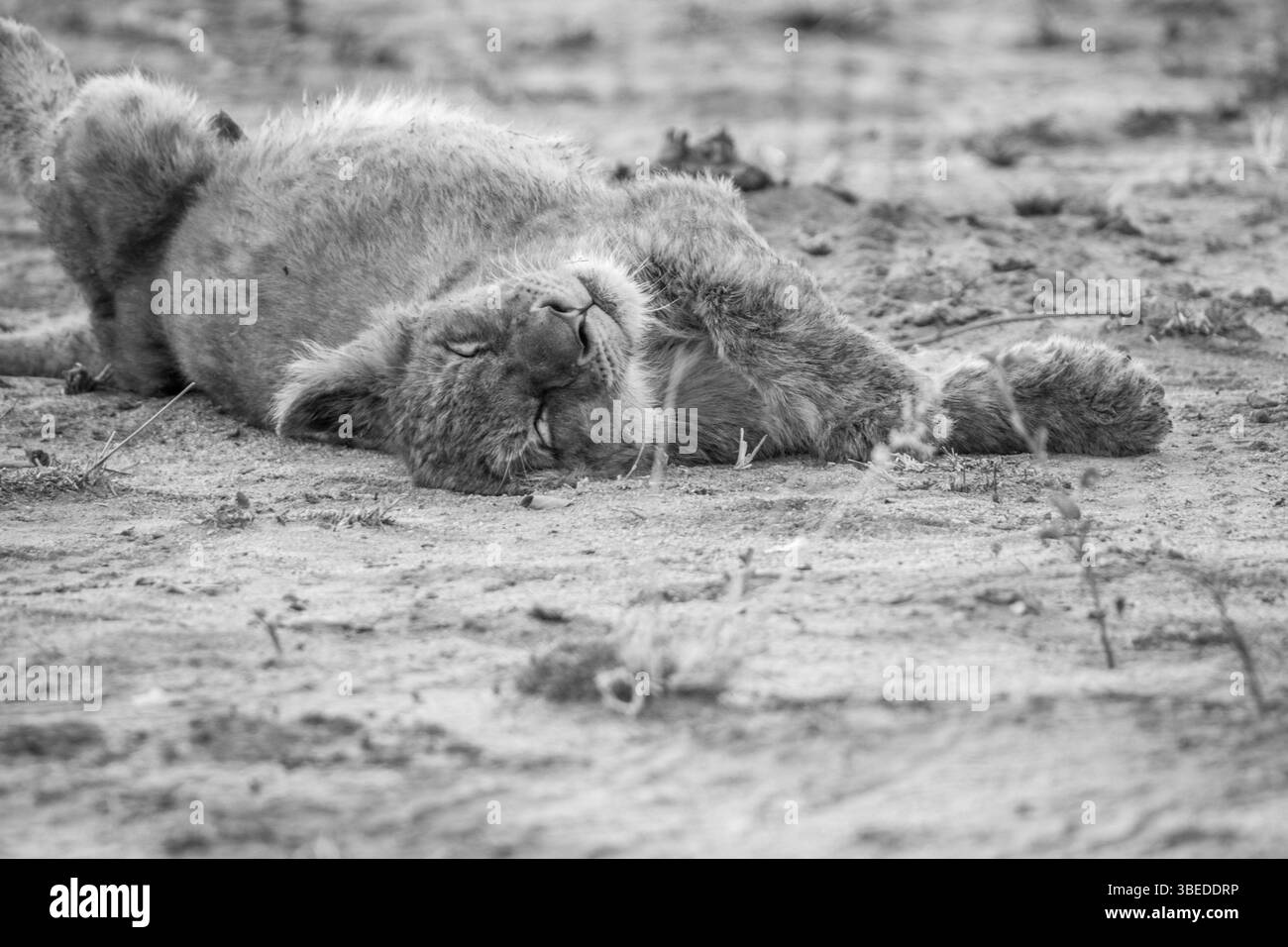 Full Lion cub sleeping on hos back in black and white in the Kruger ...