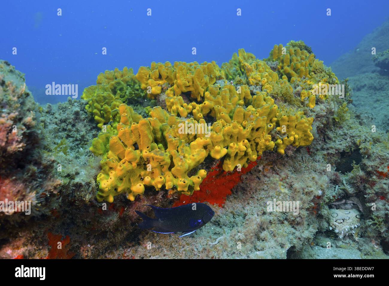 Golden sponge (Aplysina aerophoba Stock Photo - Alamy