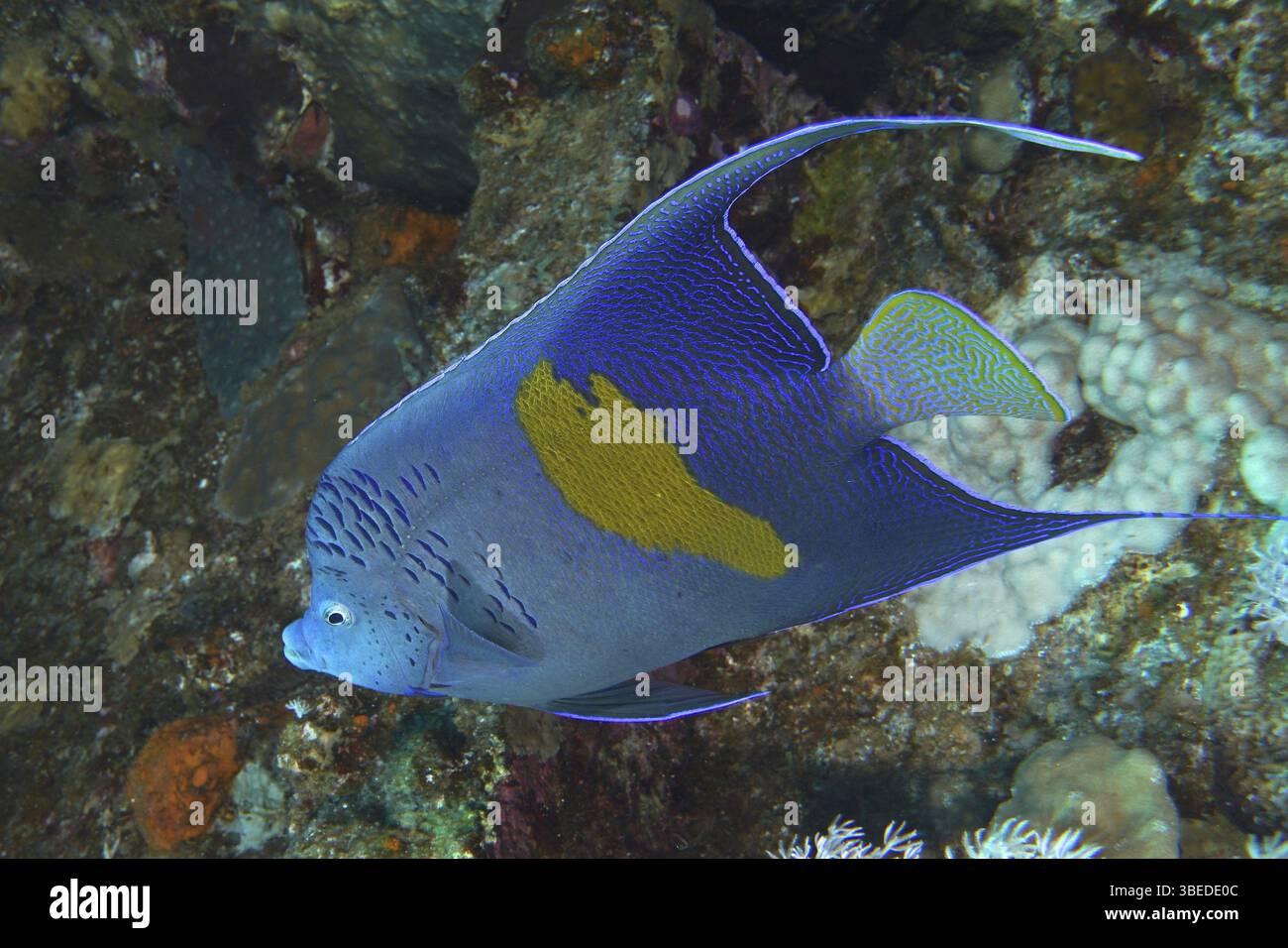 Arabian angelfish (Pomacanthus maculosus Stock Photo - Alamy