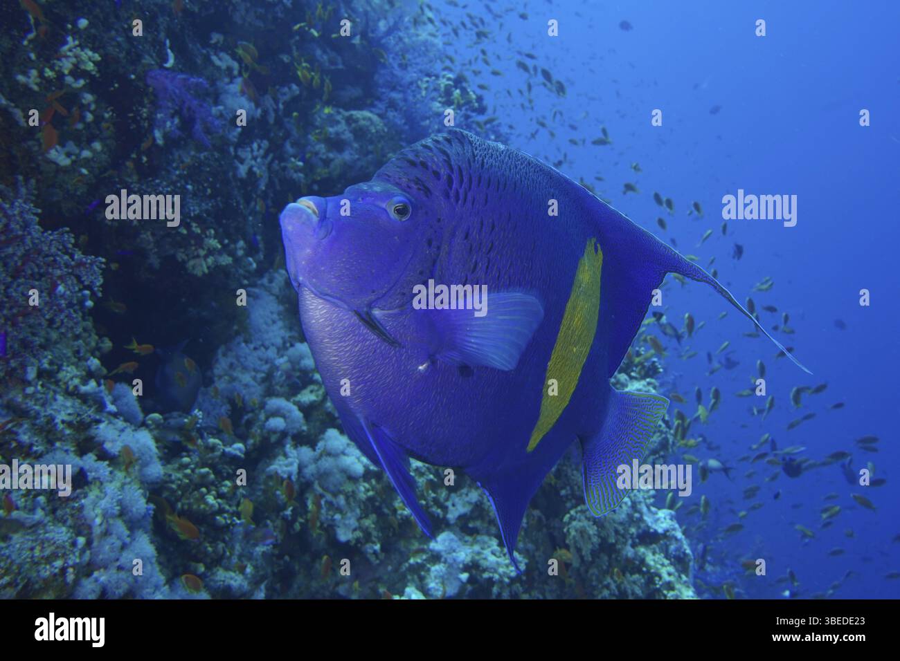 Arabian angelfish (Pomacanthus maculosus Stock Photo - Alamy