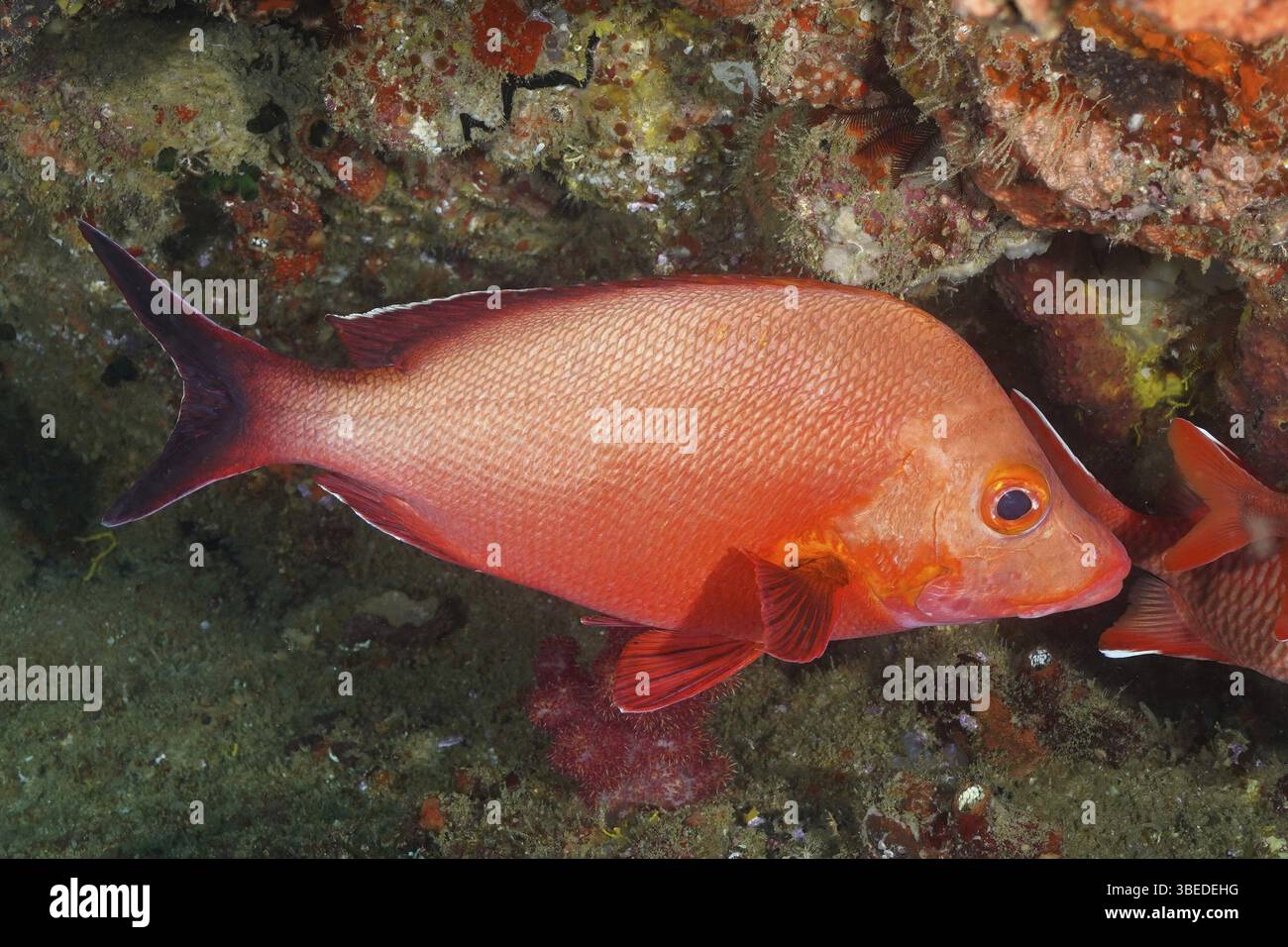 Gibbus hi-res stock photography and images - Alamy