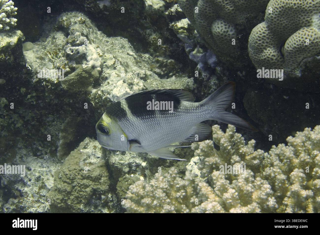 Bigeye street sweeper juvenile (Monotaxis grandoculis Stock Photo - Alamy