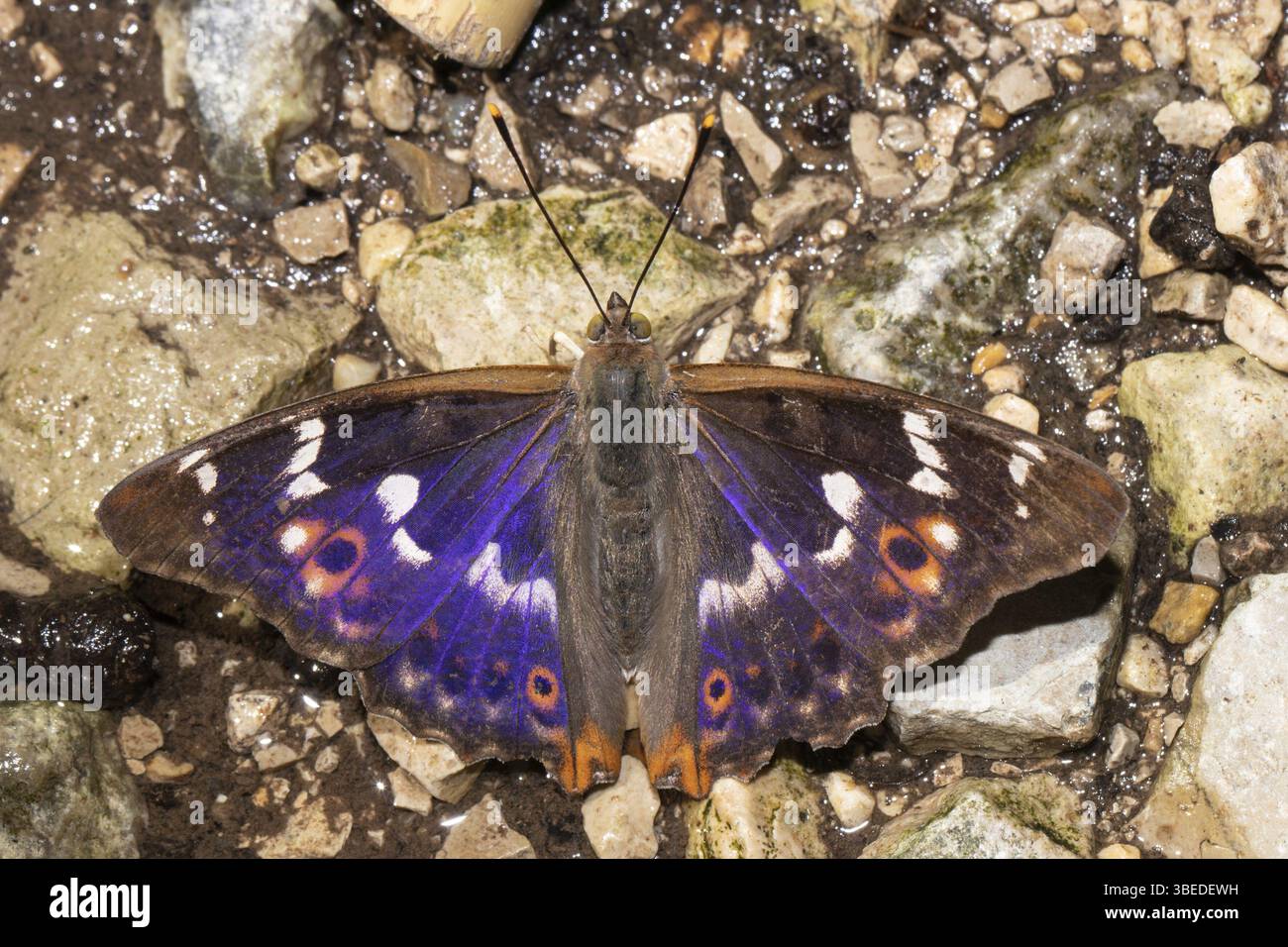 Lesser purple emperor (Apatura lilia Stock Photo - Alamy