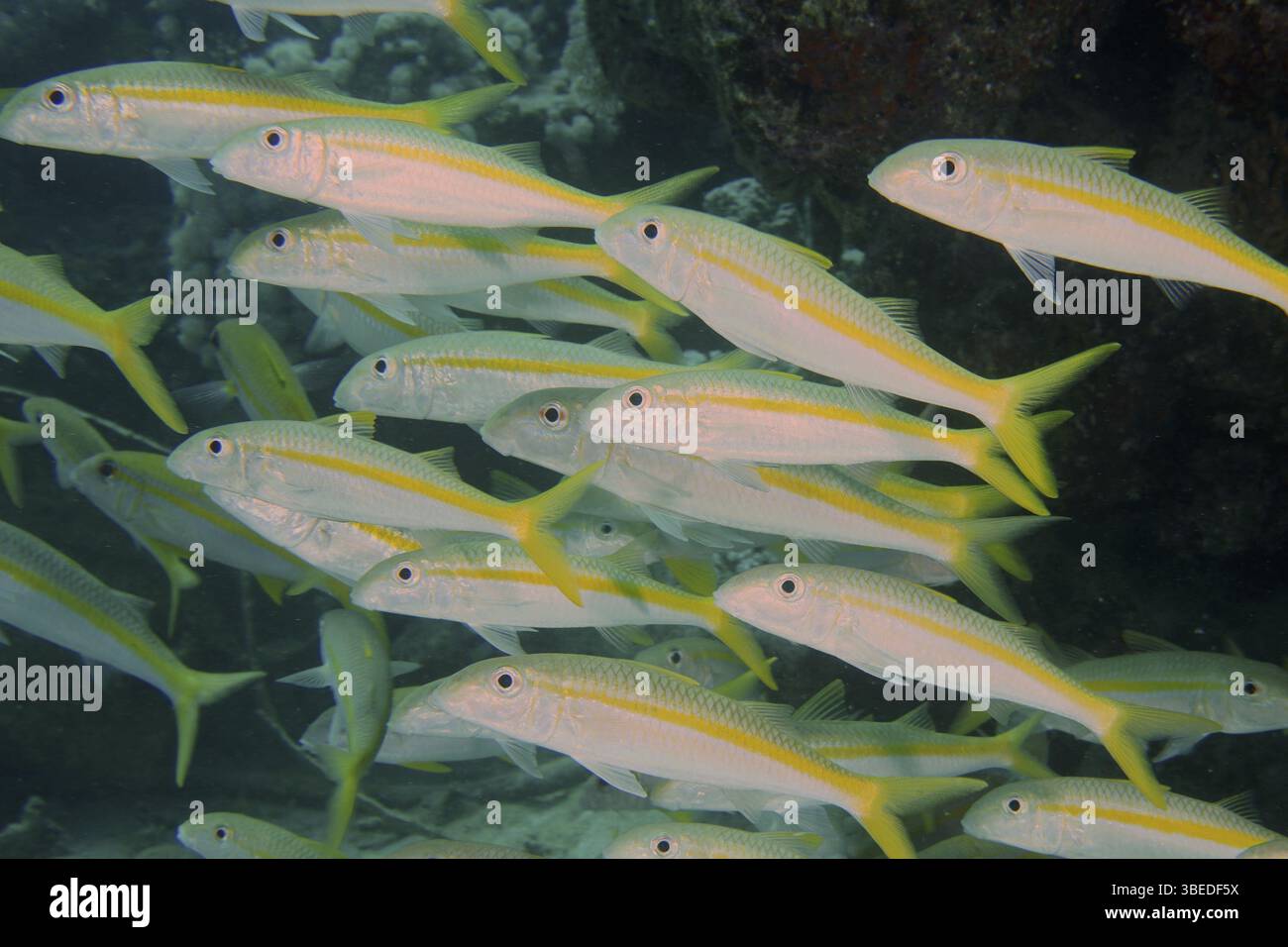 Yellowfin barb (Mulloidichthys vanicolensis Stock Photo - Alamy