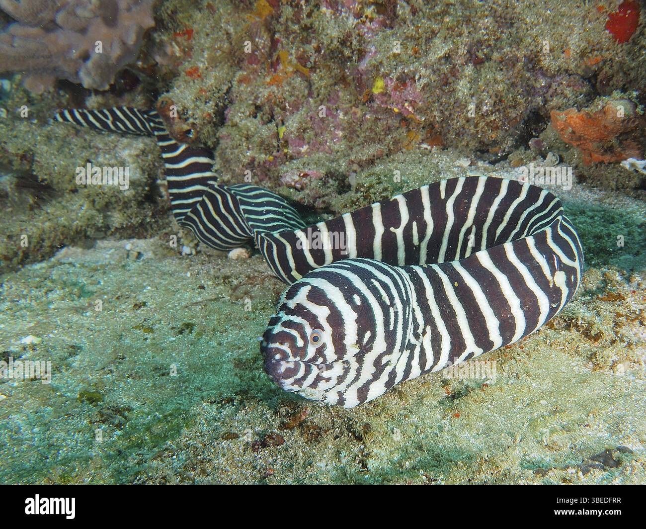 Zebra moray eel (Gymnomuraena zebra Stock Photo - Alamy