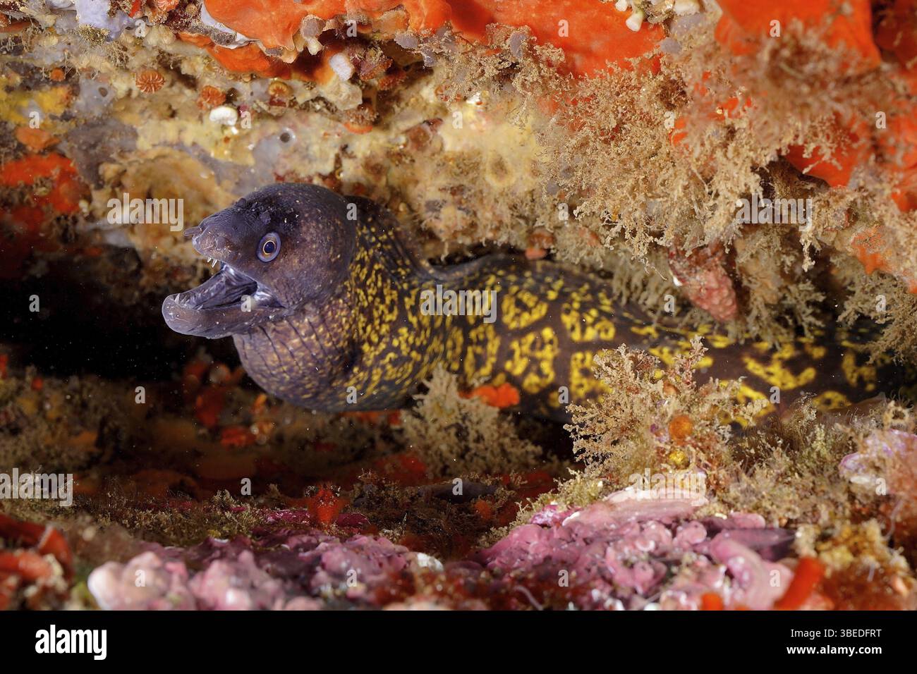 Mediterranean moray eel (Muraena helena Stock Photo - Alamy
