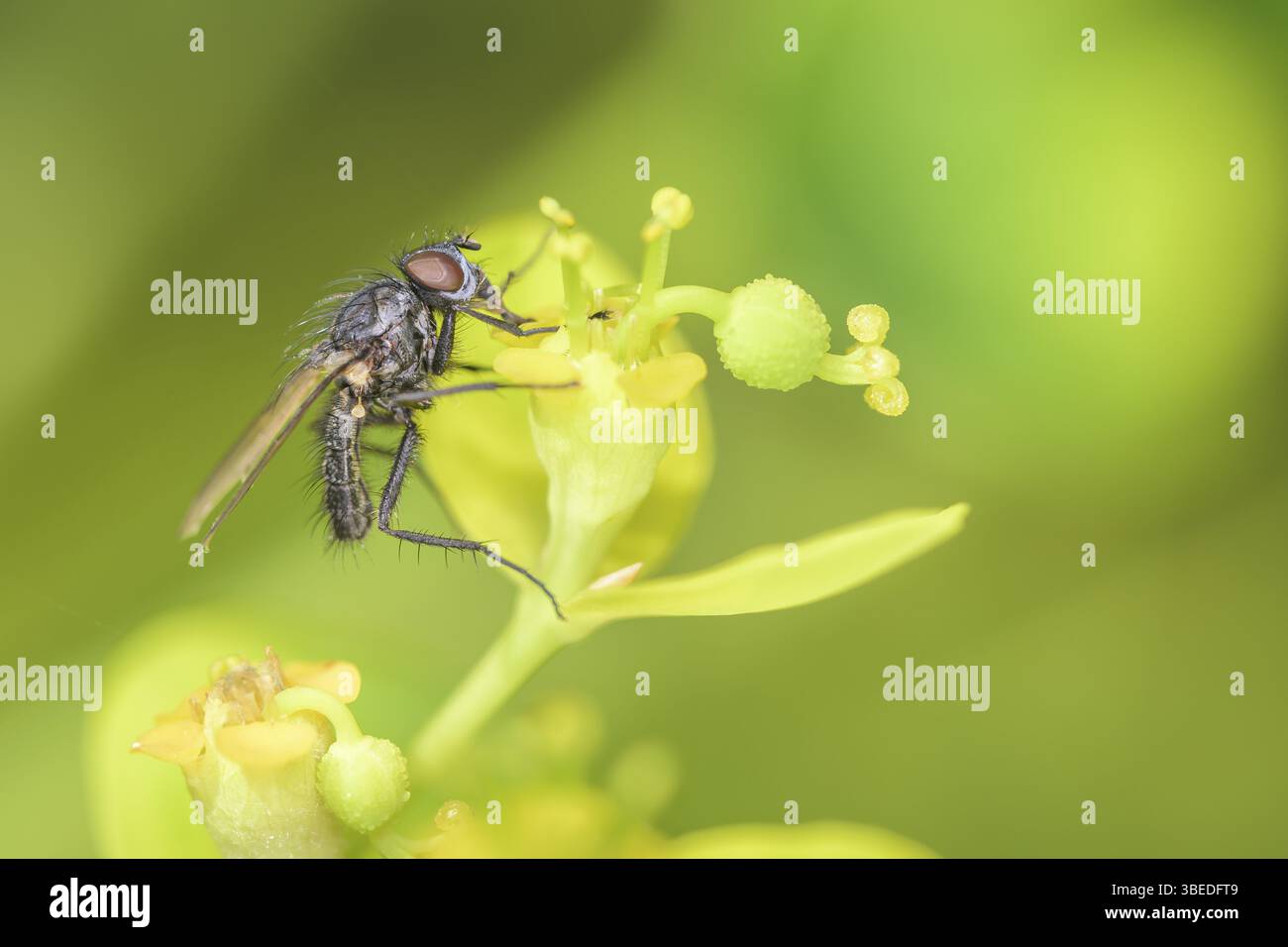 Small cabbage fly - Delia radicum on marsh spurge - Euphorbia palustris ...
