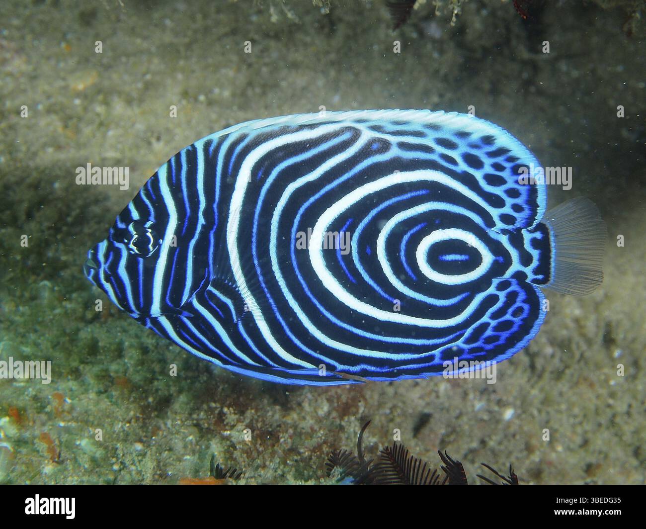 Emperor angelfish juvenile (Pomacanthus imperator Stock Photo - Alamy