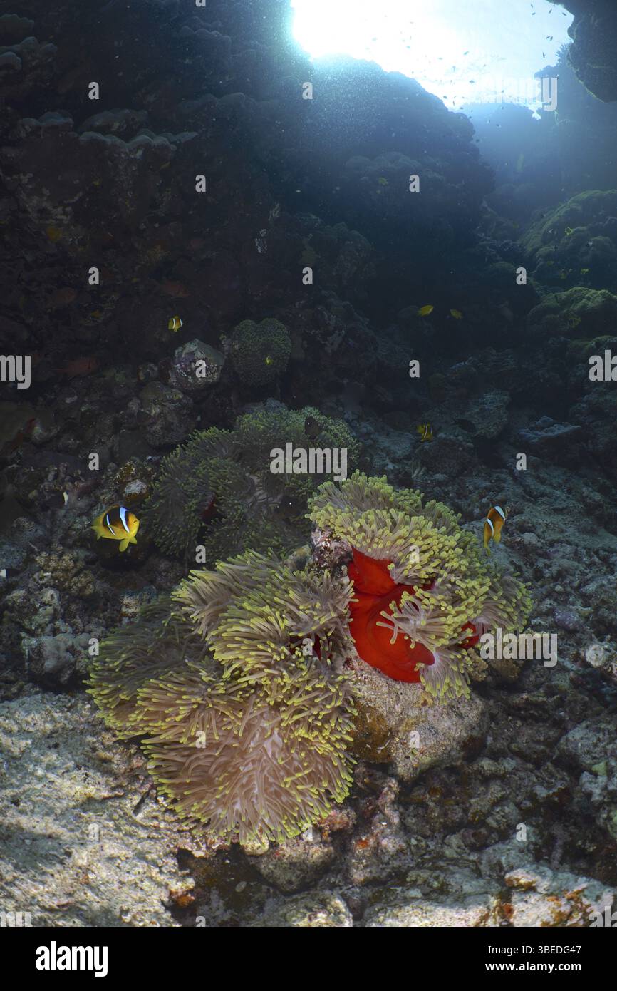 Magnificent anemone (Heteractis magnifica Stock Photo - Alamy