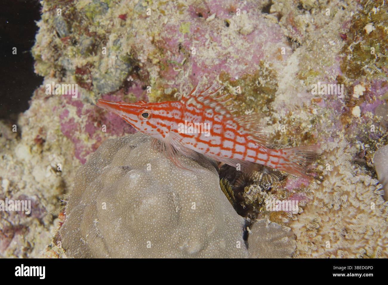 Sea fish long nose hi-res stock photography and images - Alamy