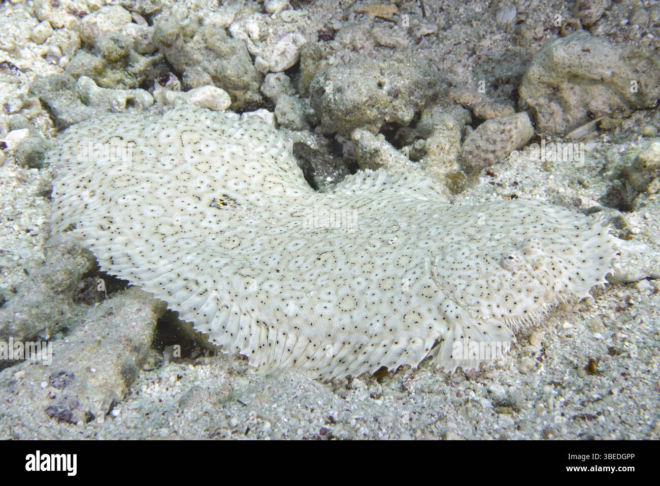 Moses sole (Pardachirus marmoratus Stock Photo - Alamy