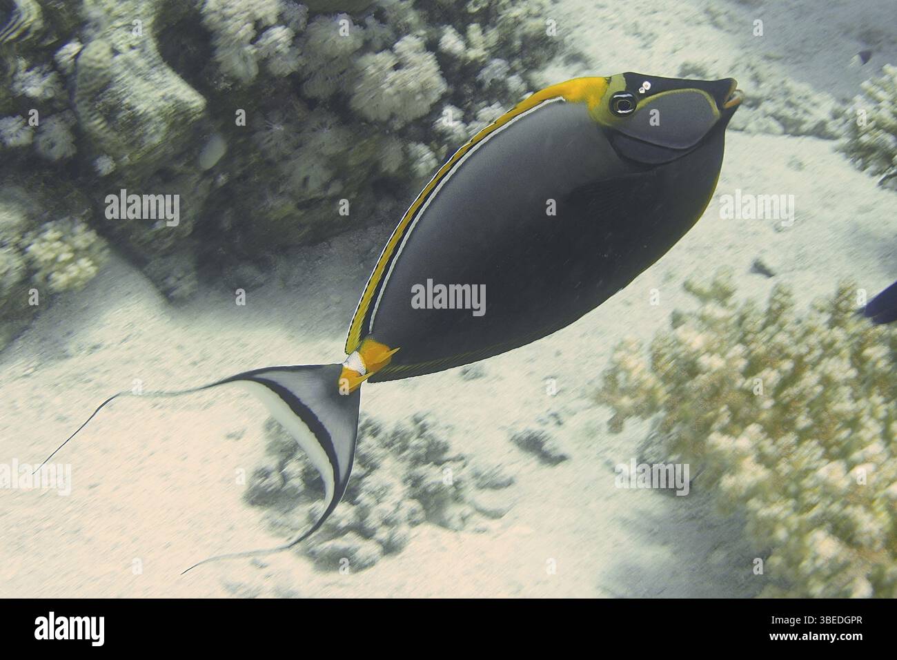 Indian Yellow Blade Nose Doctor (Naso elegans Stock Photo - Alamy