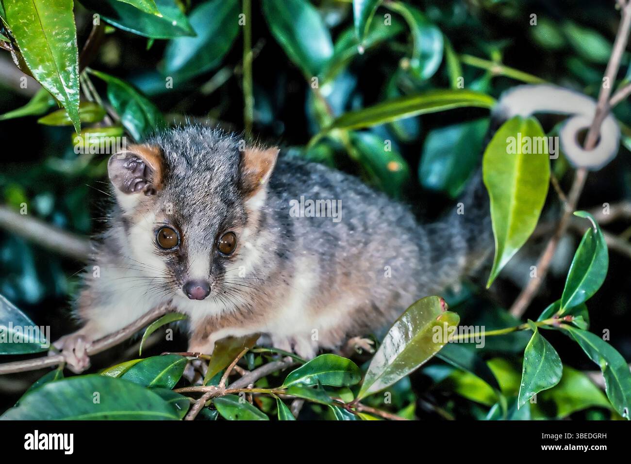 Australian Common Ringtail Possum in Lilly Pilly tree Stock Photo - Alamy