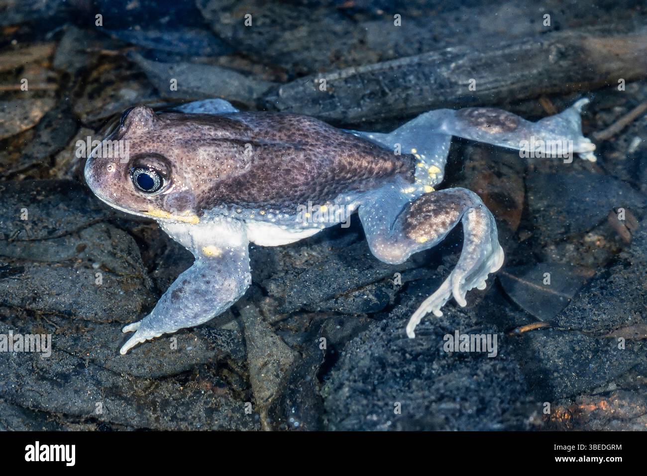 Australian Giant Burrowing Frog floating in water Stock Photo - Alamy